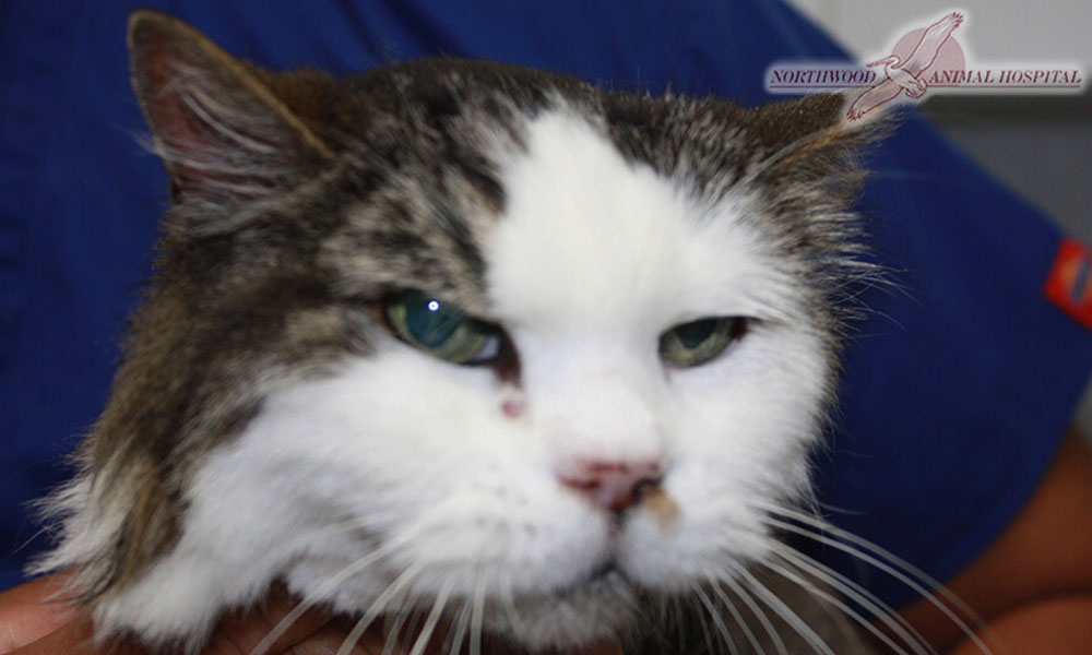 Basal Cell Carcinoma Lip Symptoms In Cats Infoupdate Basal Cell Carcinoma Lip Symptoms In Cats Infoupdate