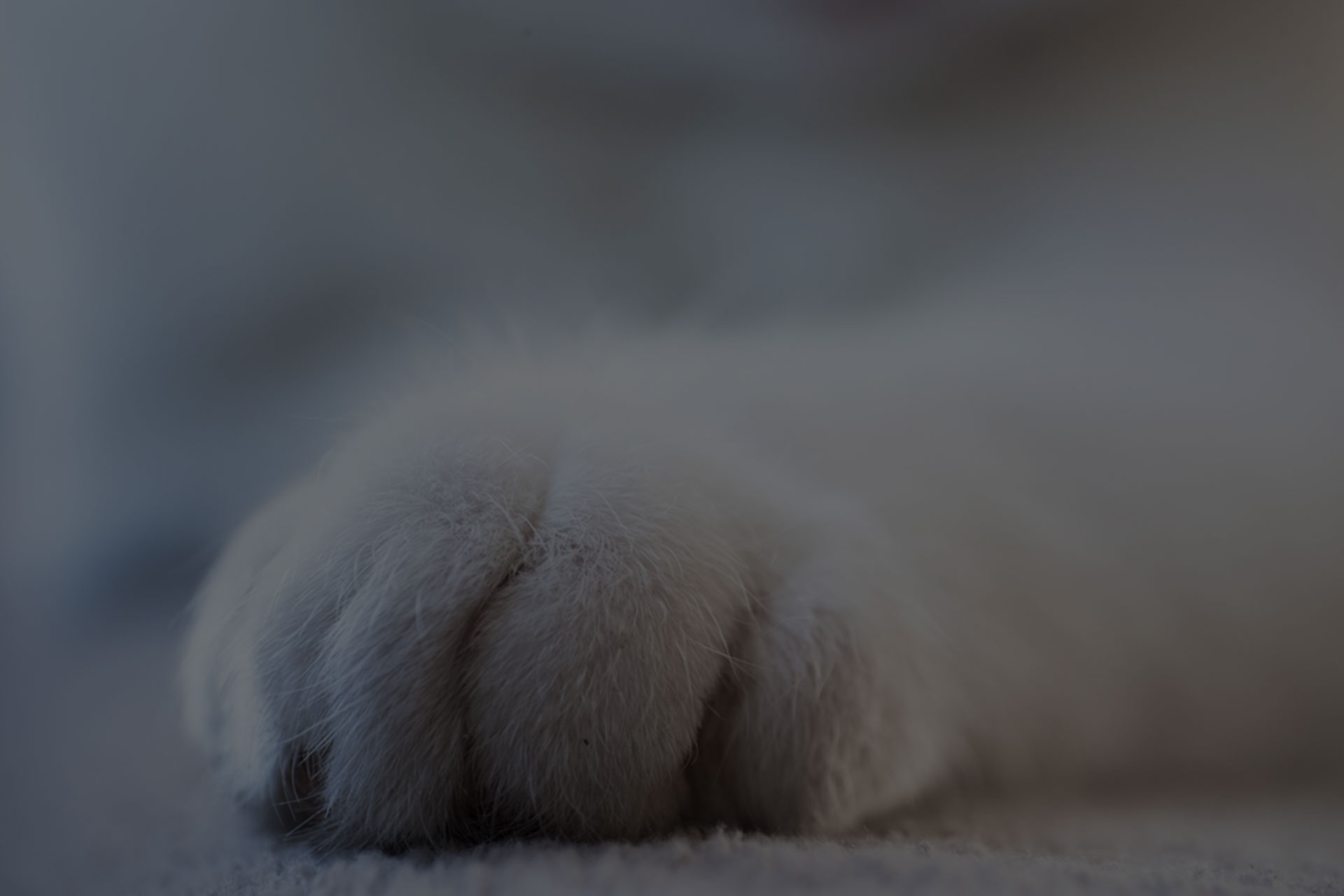 Team - Vet in Irvine | Northwood Animal Hospital