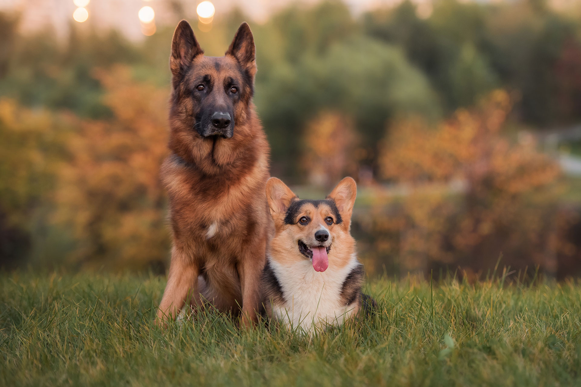 Team - Vet in Irvine | Northwood Animal Hospital